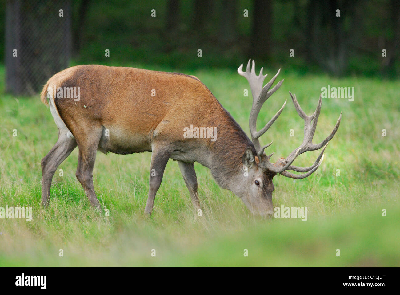 Grand stag in mating season, Dyrehaven Denmark Stock Photo - Alamy