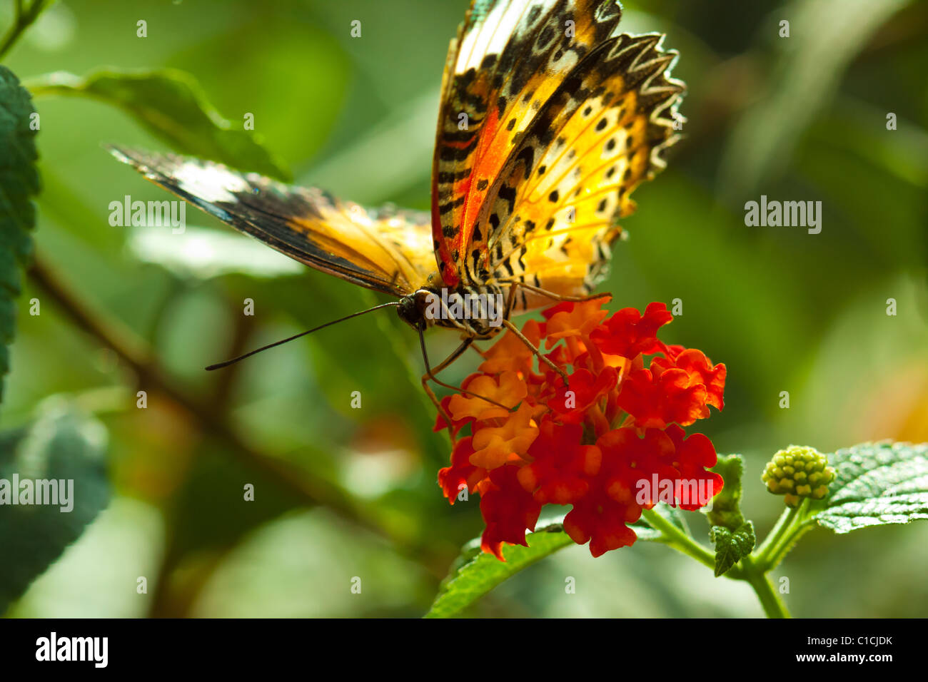 Blue moon butterfly hi-res stock photography and images - Alamy