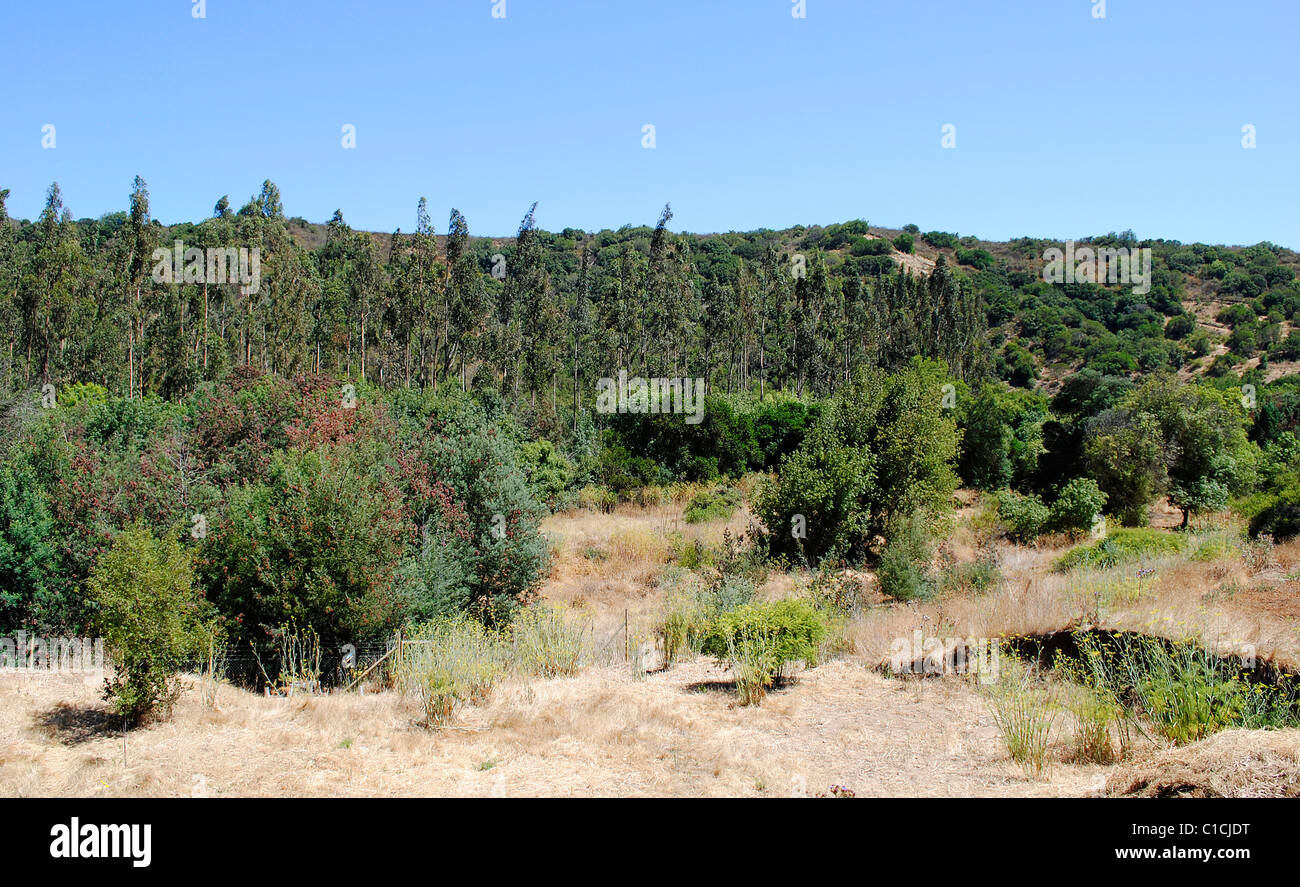 Landscape of vegetation Stock Photo - Alamy