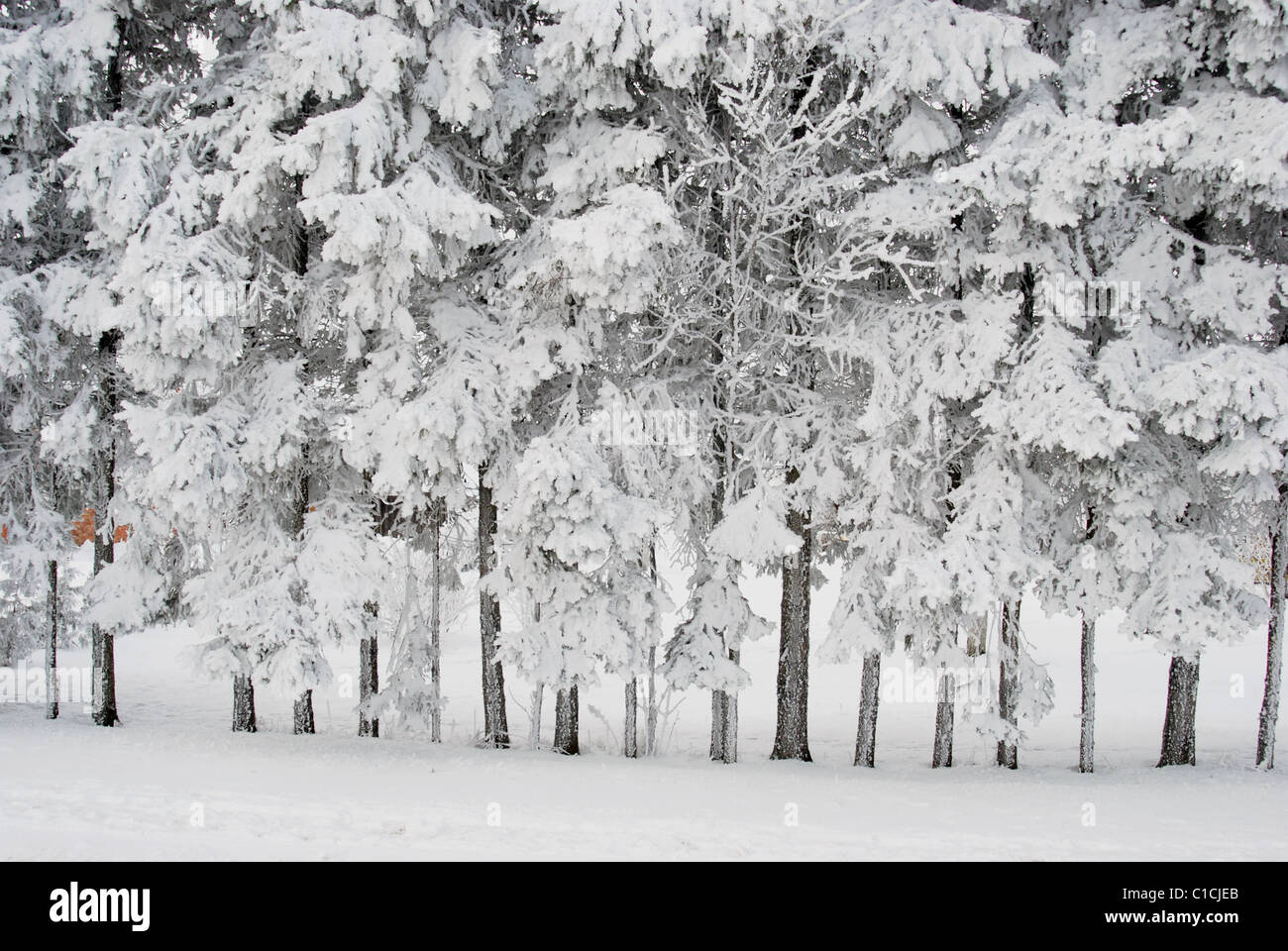 Side of mountain fir trees and snow hi-res stock photography and images ...