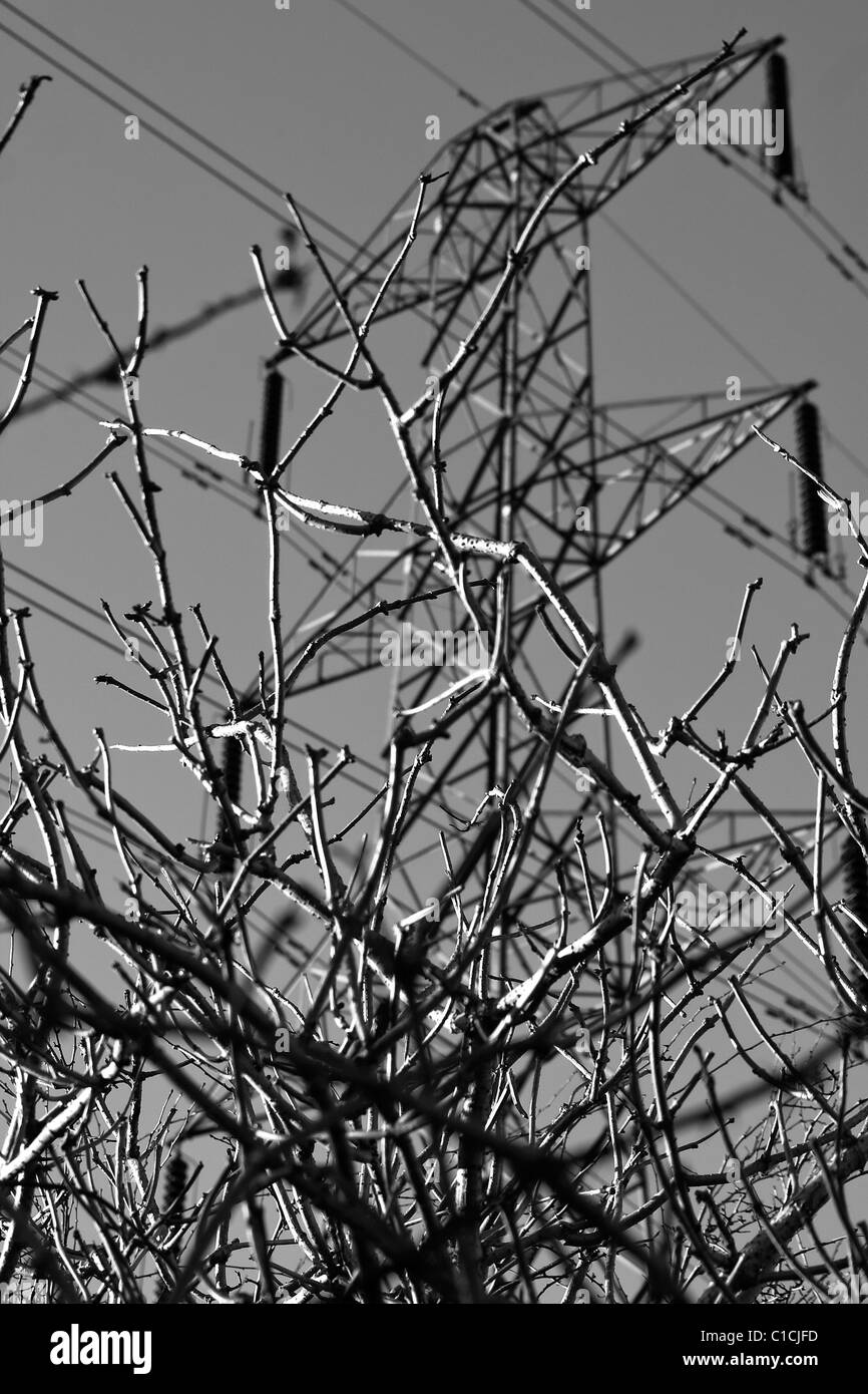 Trees and electricity lines Black and White Stock Photos & Images - Alamy