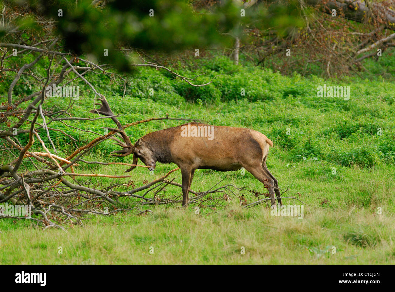 Stag horn branch hi-res stock photography and images - Alamy