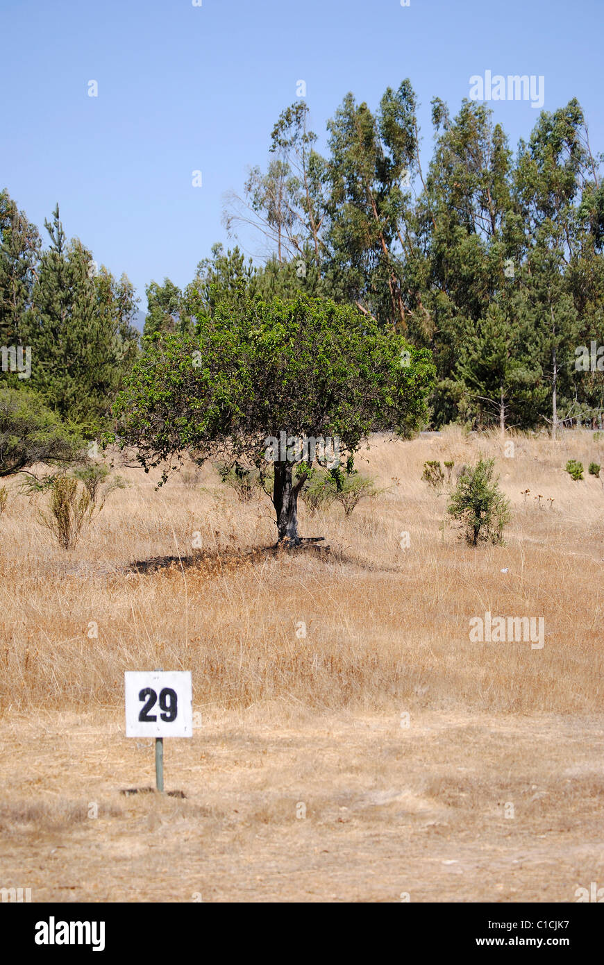 Shrub vegetation hi-res stock photography and images - Alamy