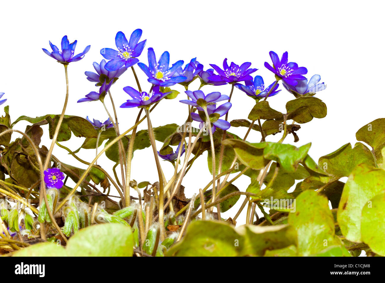 Dark blue Snowdrops Stock Photo - Alamy