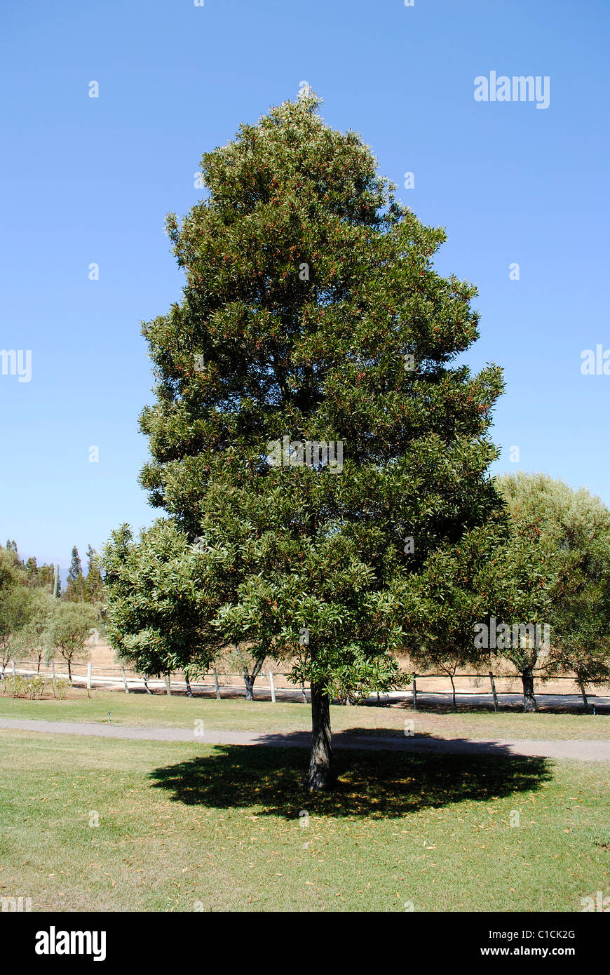 Lone Tree, its form and its greenery highlights it, blue sky background ...