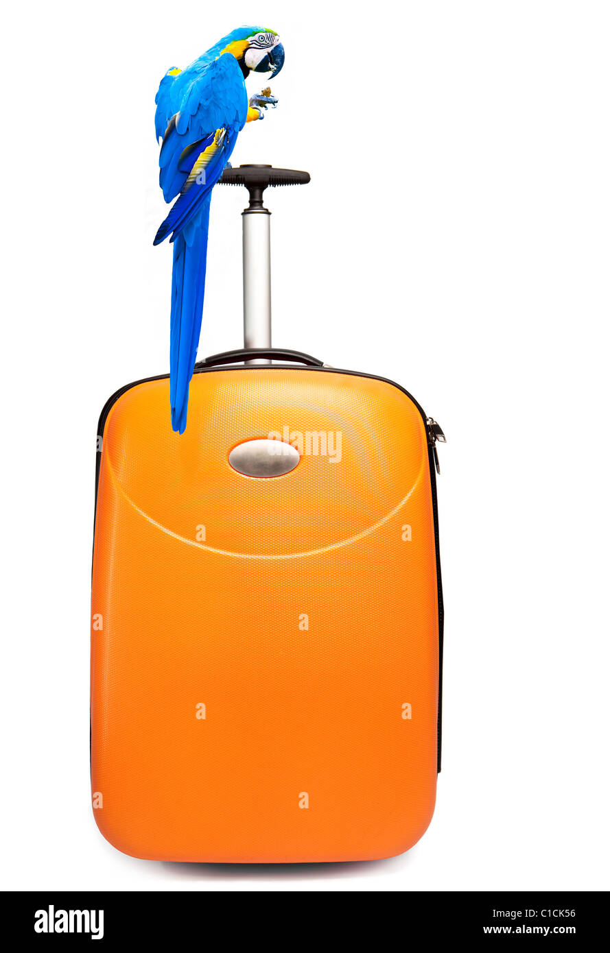 The colourful parrot sits on a suitcase for travel Stock Photo - Alamy