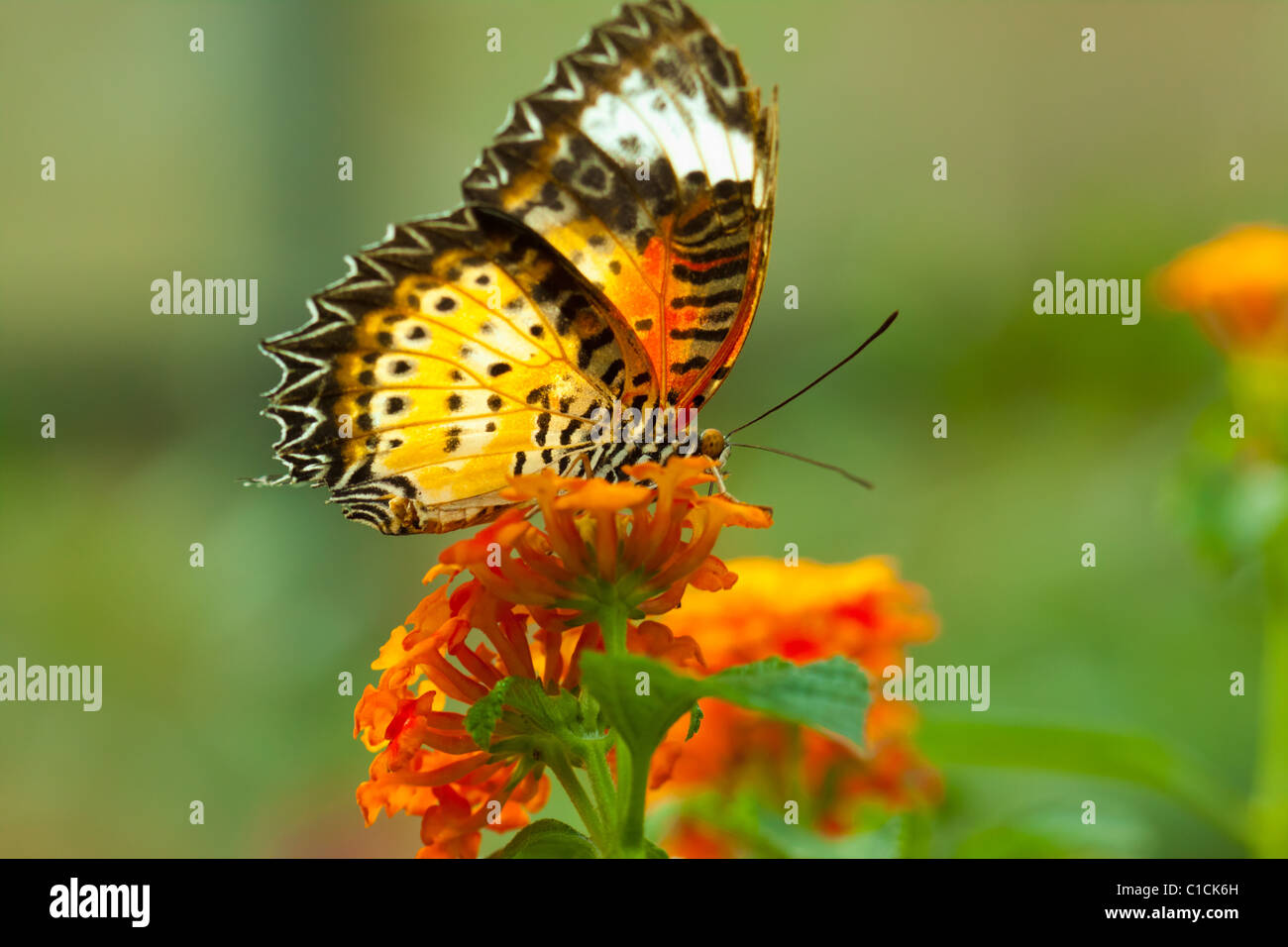 Blue moon butterfly hi-res stock photography and images - Alamy