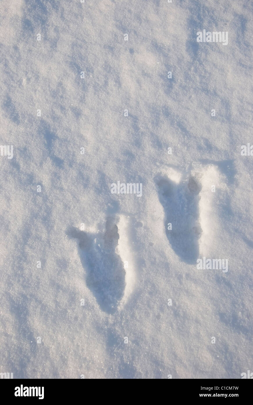 Two feet of snow hi-res stock photography and images - Alamy