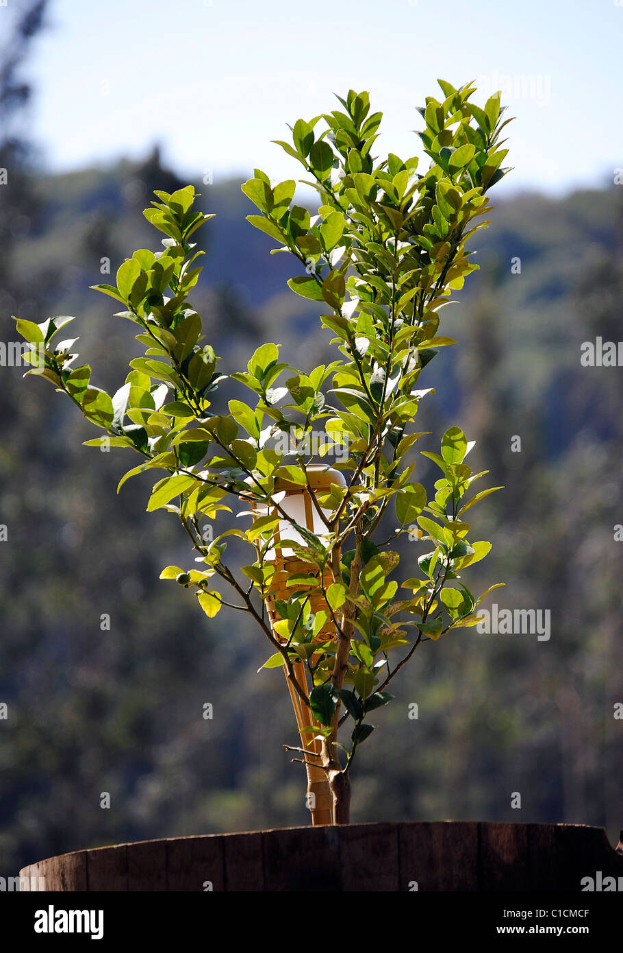 Lemon tree to against light Stock Photo - Alamy