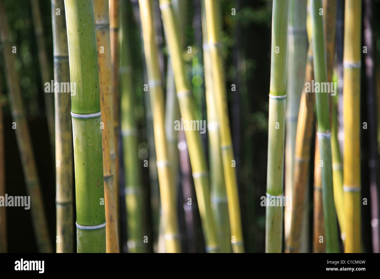 Bamboo stick background Stock Photo - Alamy