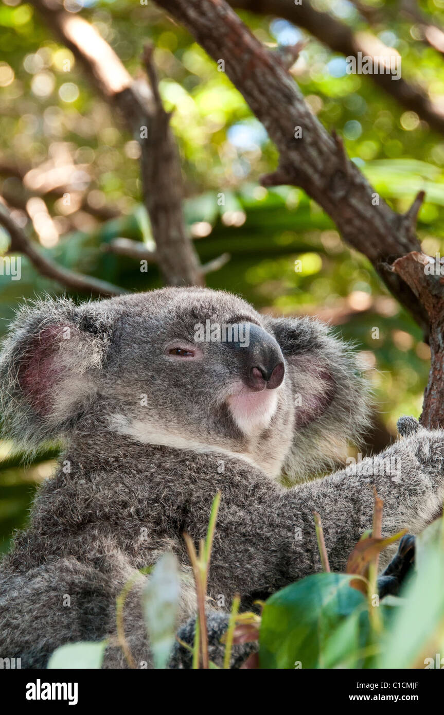 Queenslands Wildlife Sanctuaries