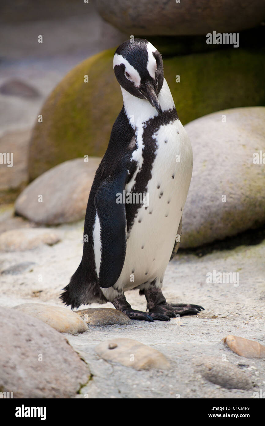 Jackass penguin (Spheniscus demersus) standing on stone background ...