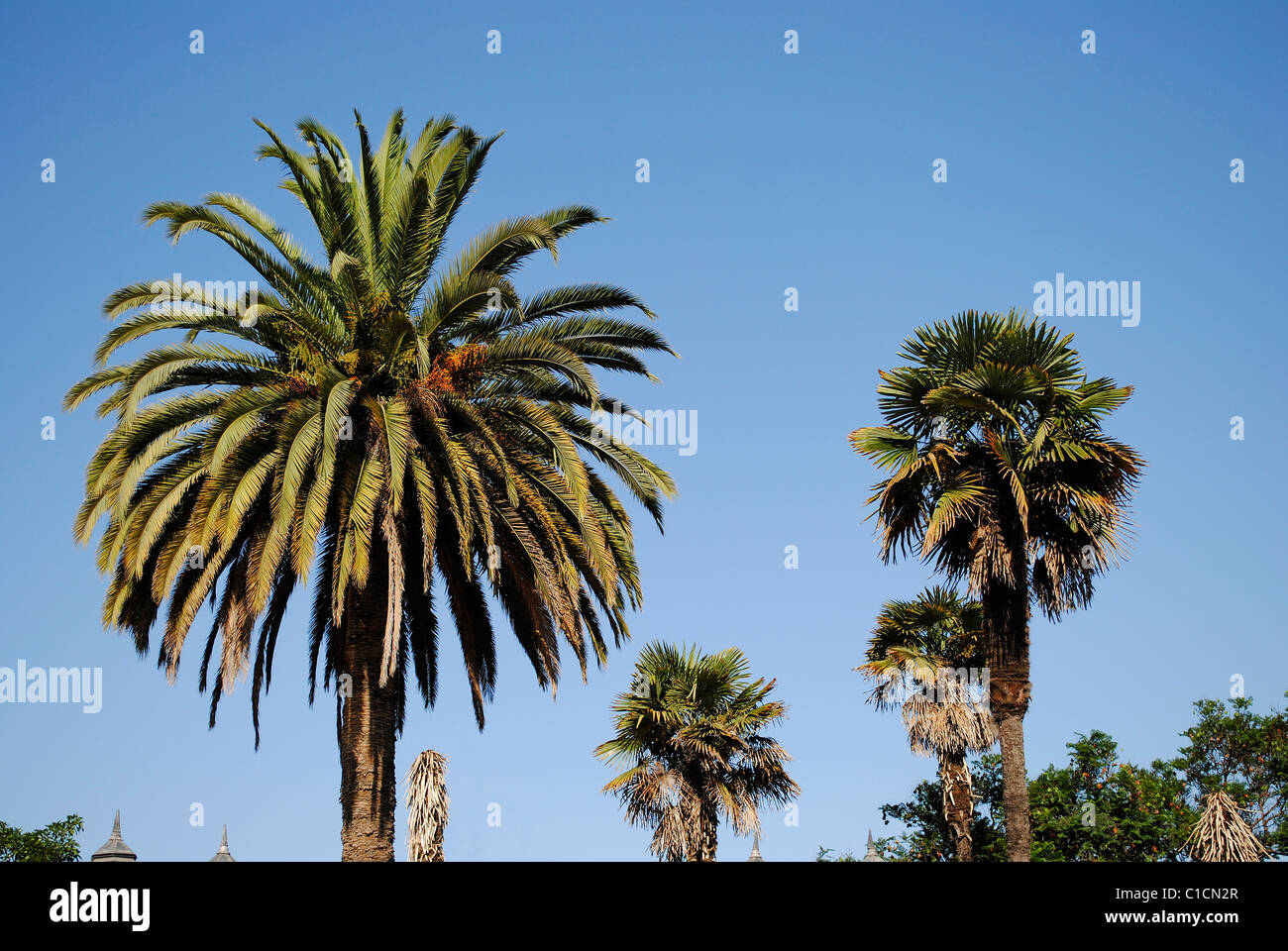 Palm variety hi-res stock photography and images - Alamy