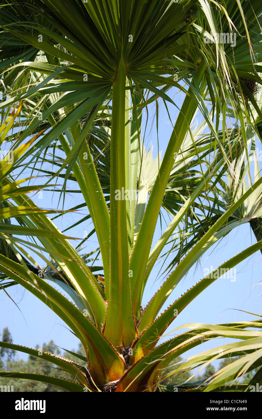 Palmera palm tree hi-res stock photography and images - Alamy