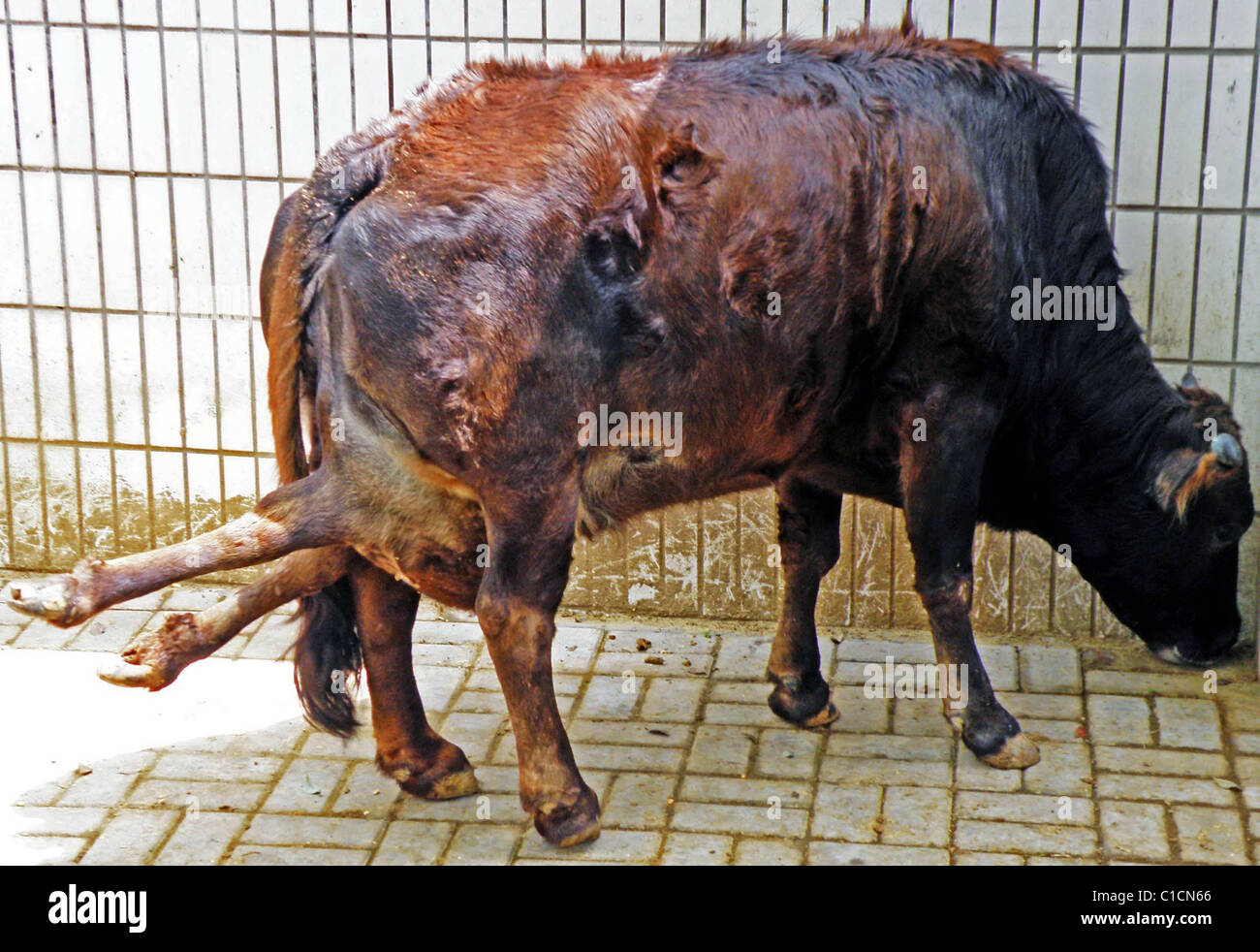 THIGH DON'T BELIEVE IT! This fellow will never be out on a limb – he ...