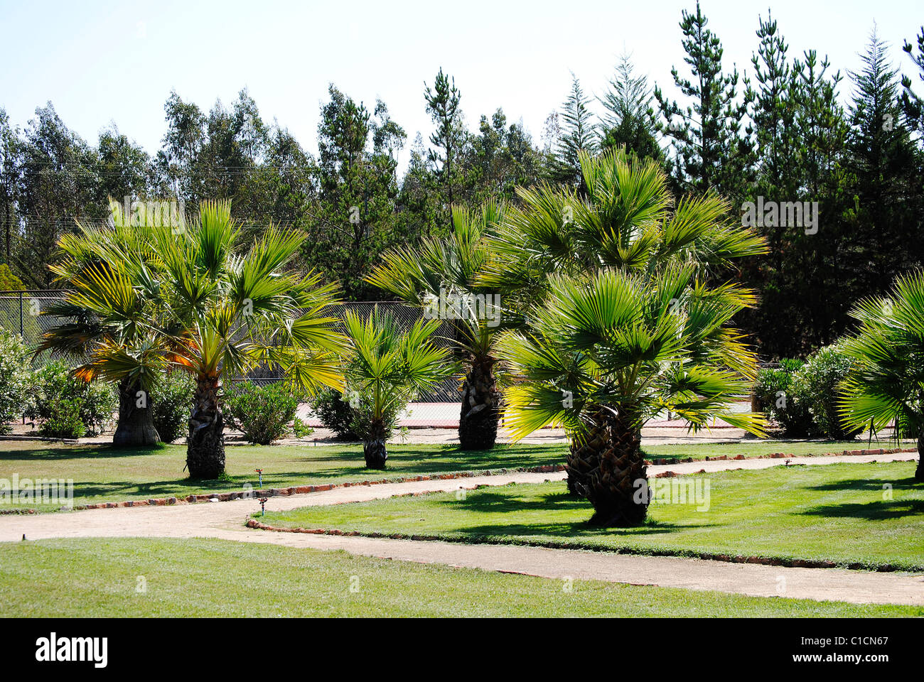 Palm tree field hi-res stock photography and images - Alamy