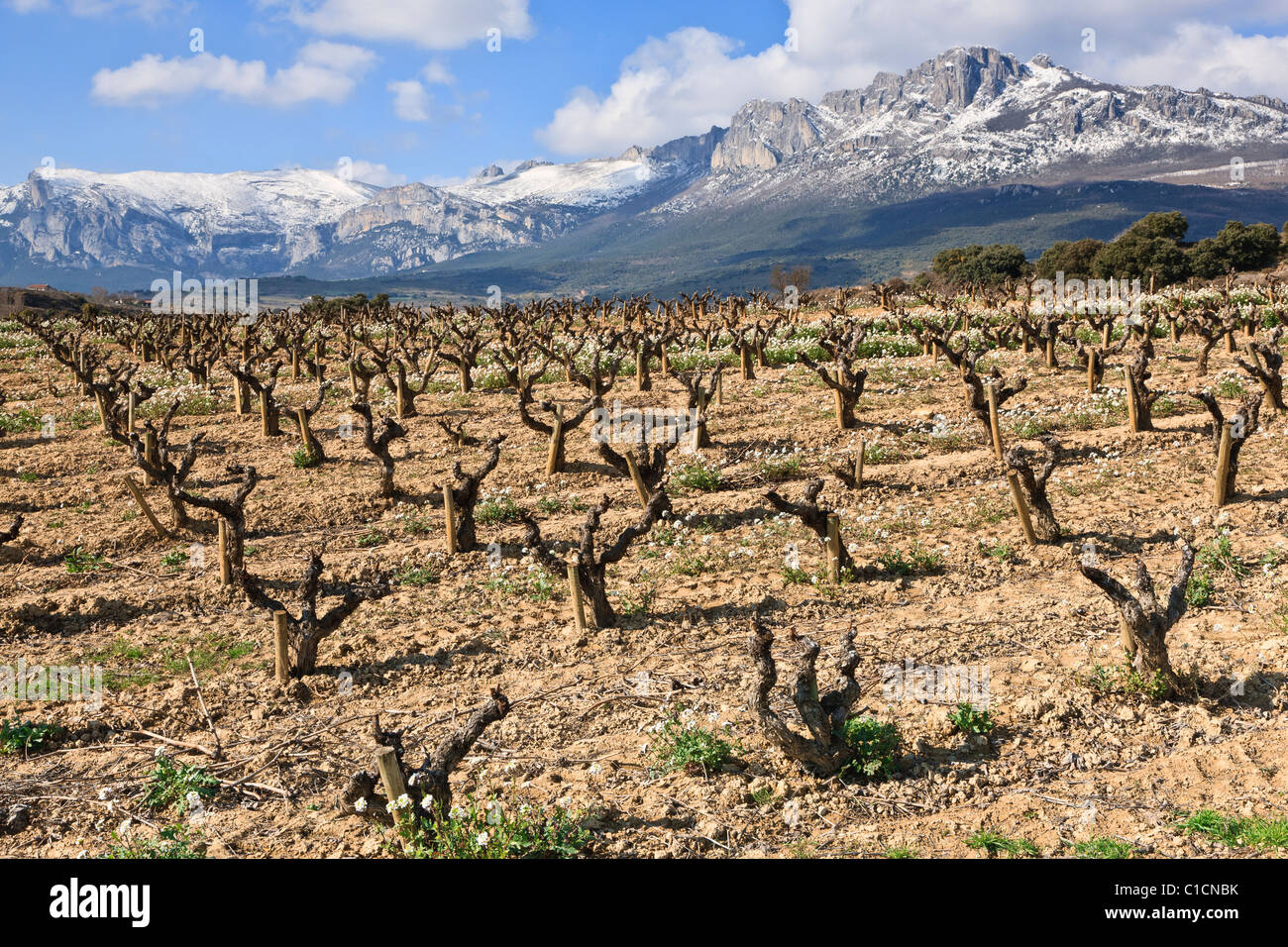 Vineyards of la rioja hi-res stock photography and images - Alamy