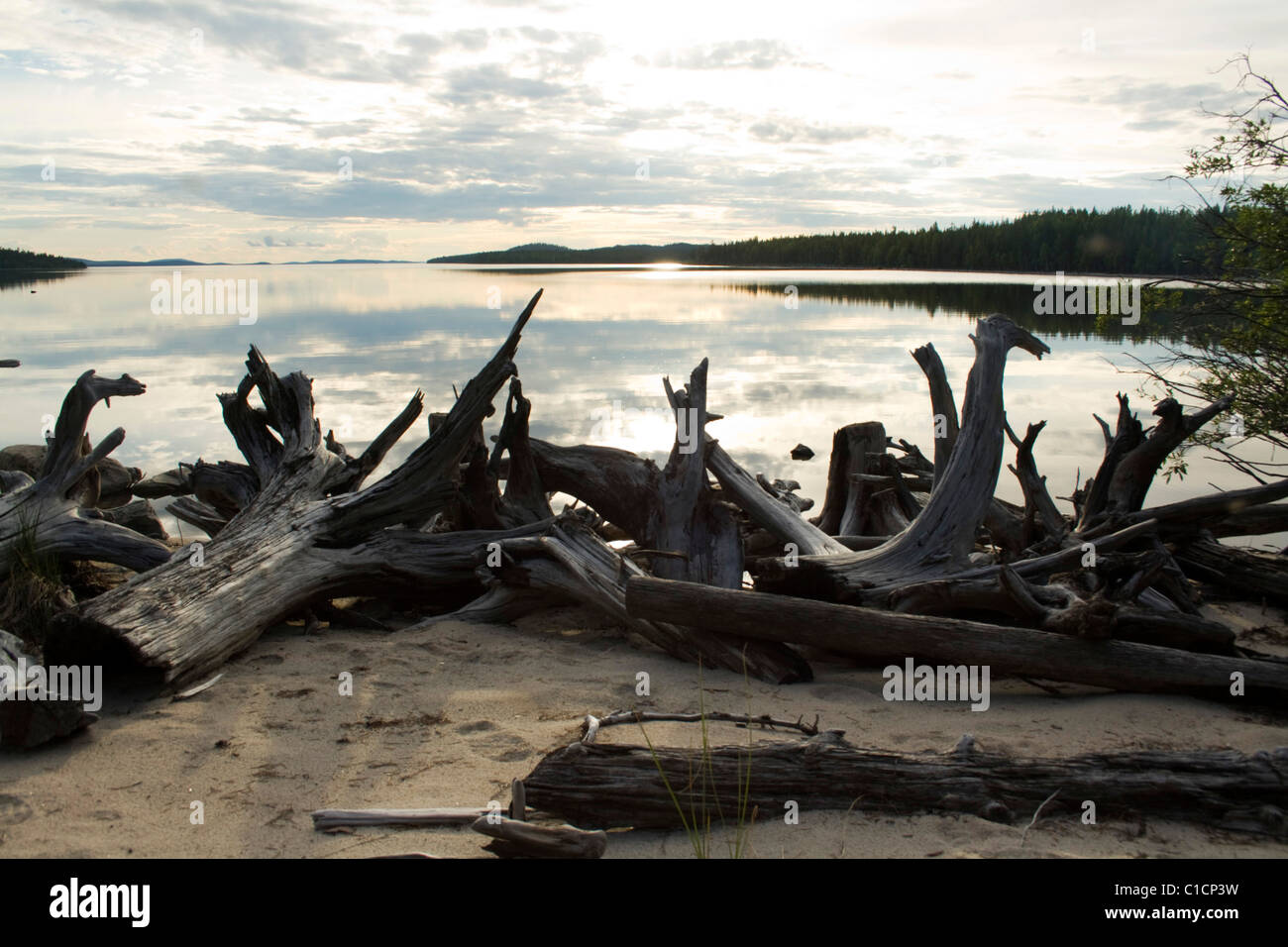 Old snags ashore lake hi-res stock photography and images - Alamy