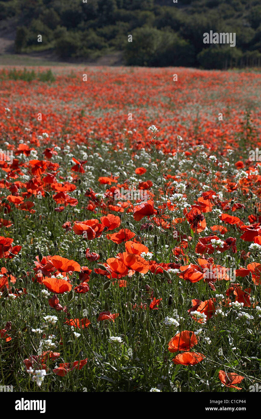 Italian fields explode into Summer color as the poppies come into bloom ...