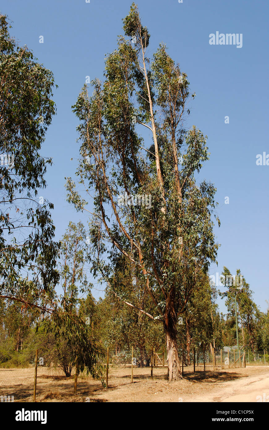 Tree contrast hi-res stock photography and images - Alamy