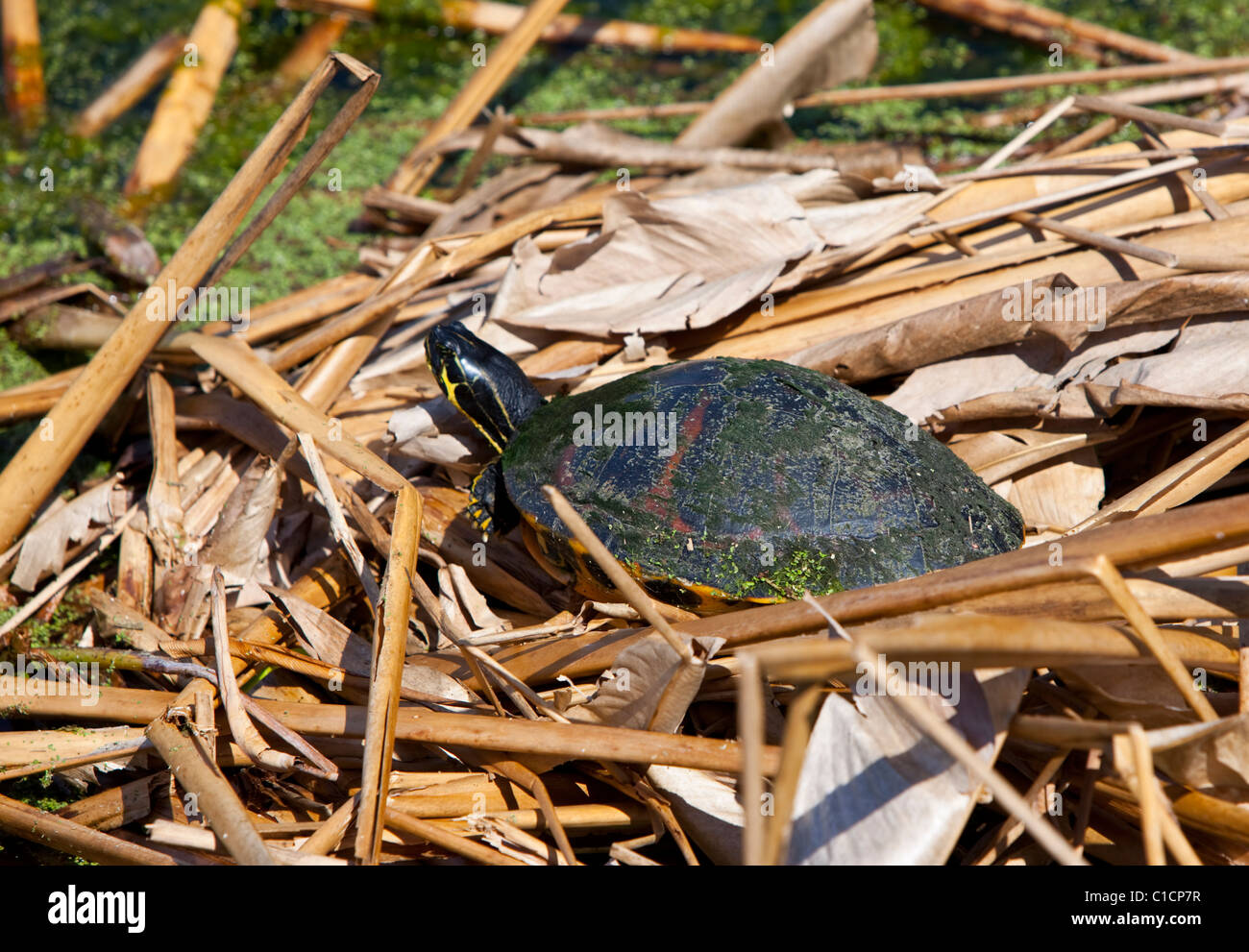 Florida Cooter Turtle Stock Photo - Alamy