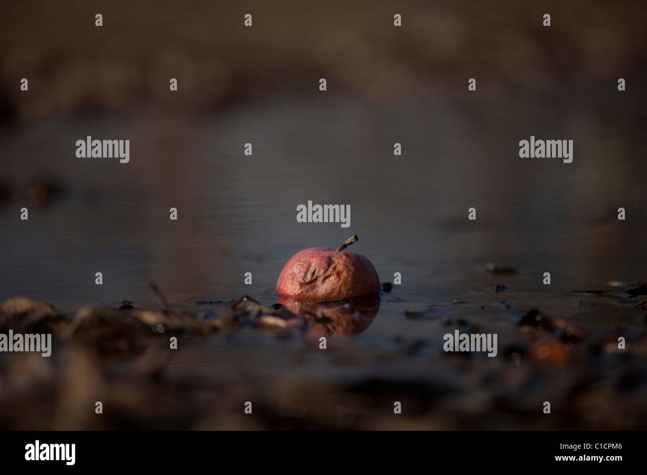 Fallen apple in pool of water Stock Photo - Alamy
