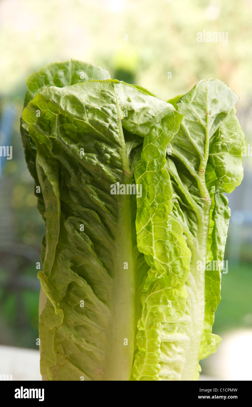 Romaine Lettuce on a wooden kitchen table, lit with a large light ...