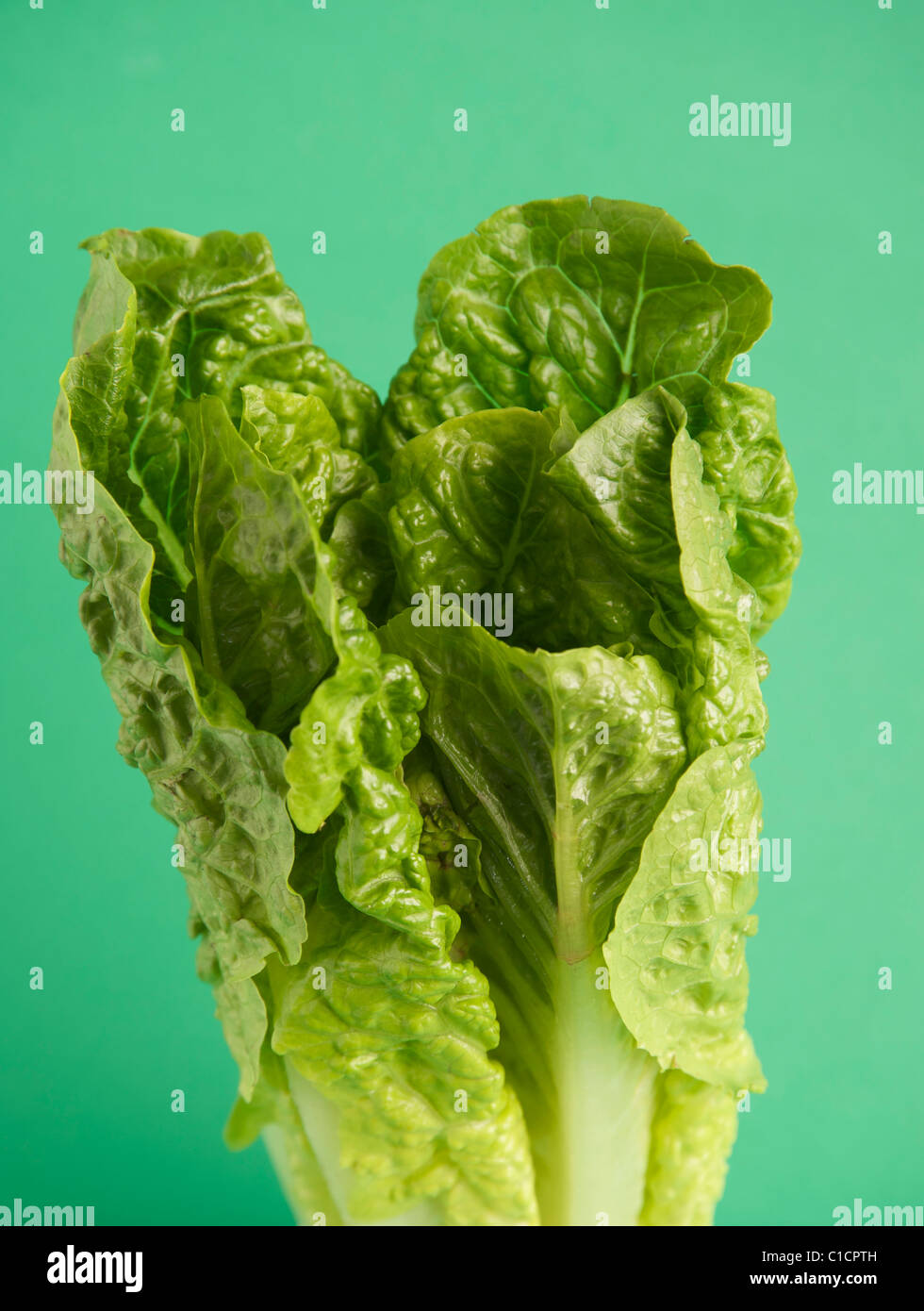 Romaine Lettuce on a wooden kitchen table, lit with a large light ...