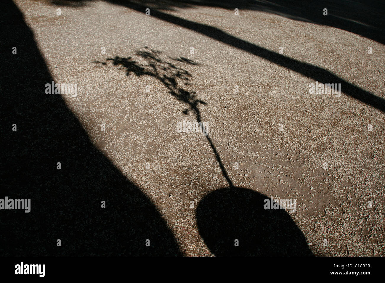 detail of tree shadow on empty gravel street in morning sun Stock Photo ...