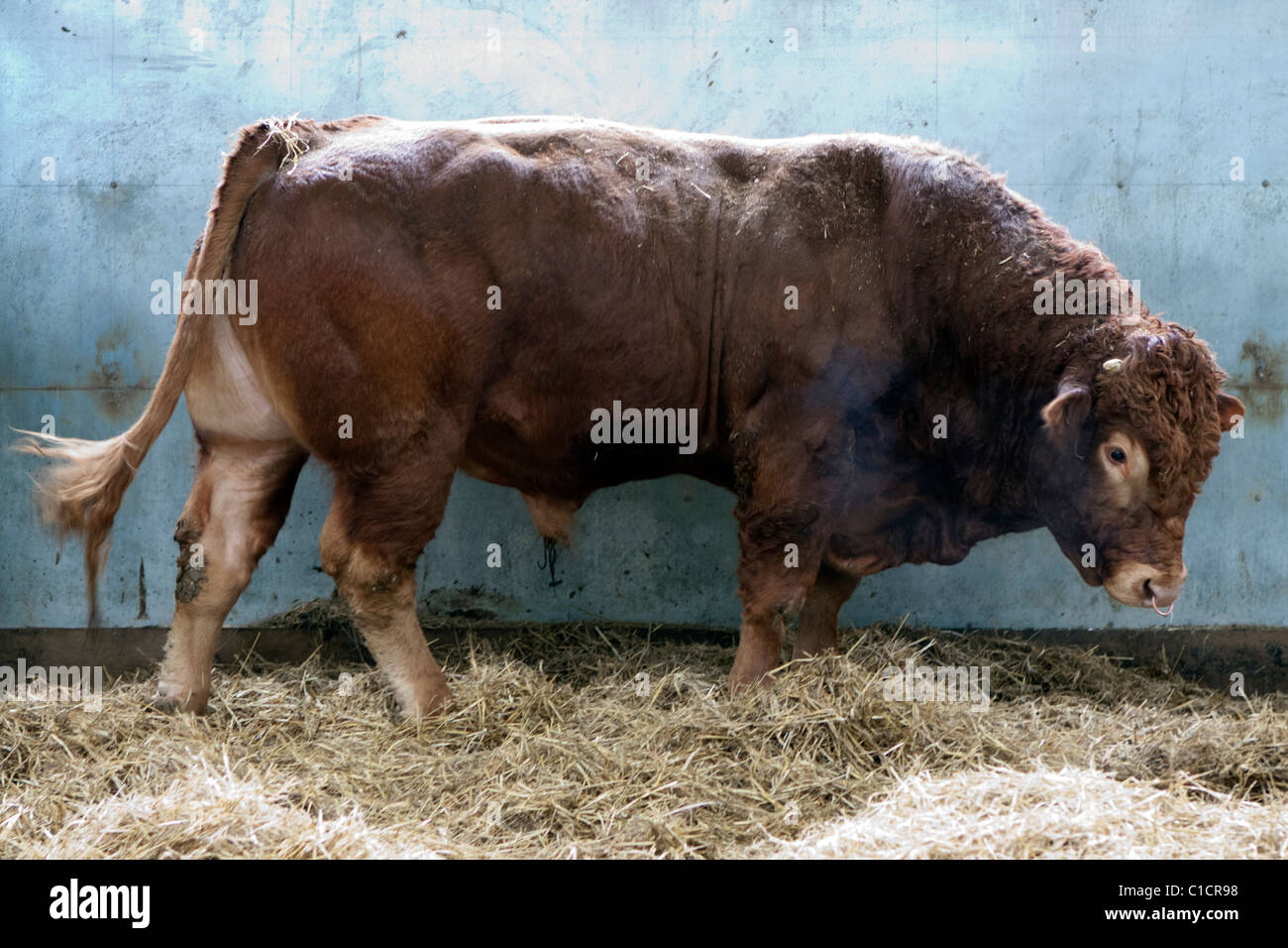 March 15 2011 -- Limousin Bull in a pen. Picture: Russell Sneddon ...