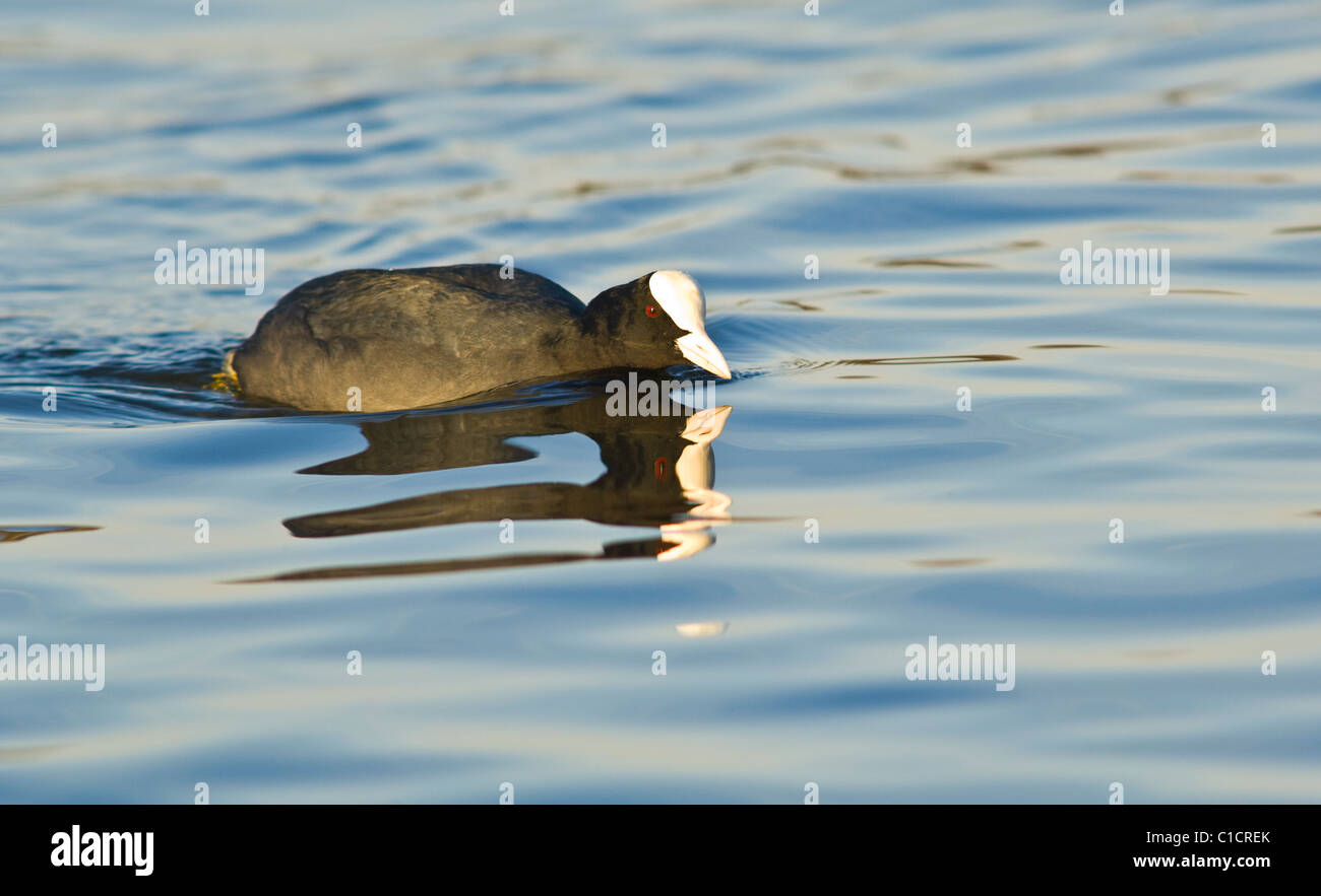 Bald coot hi-res stock photography and images - Alamy