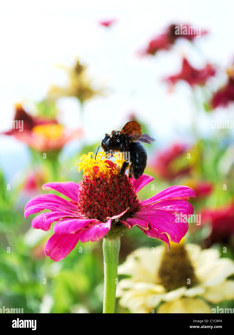 Large black European Carpenter Bee on bright Zinnia flowers with white ...