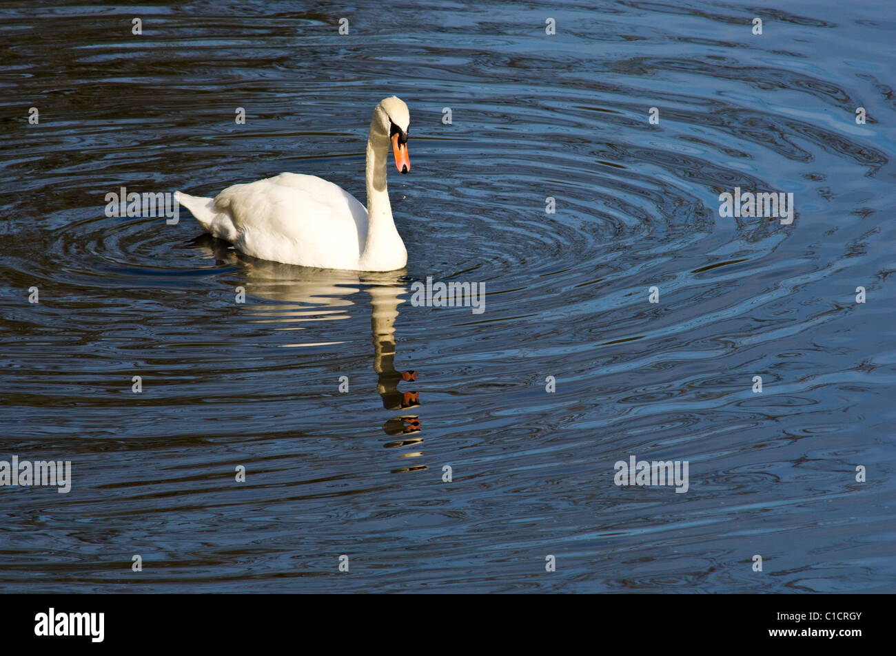 Male female swan hi-res stock photography and images - Alamy