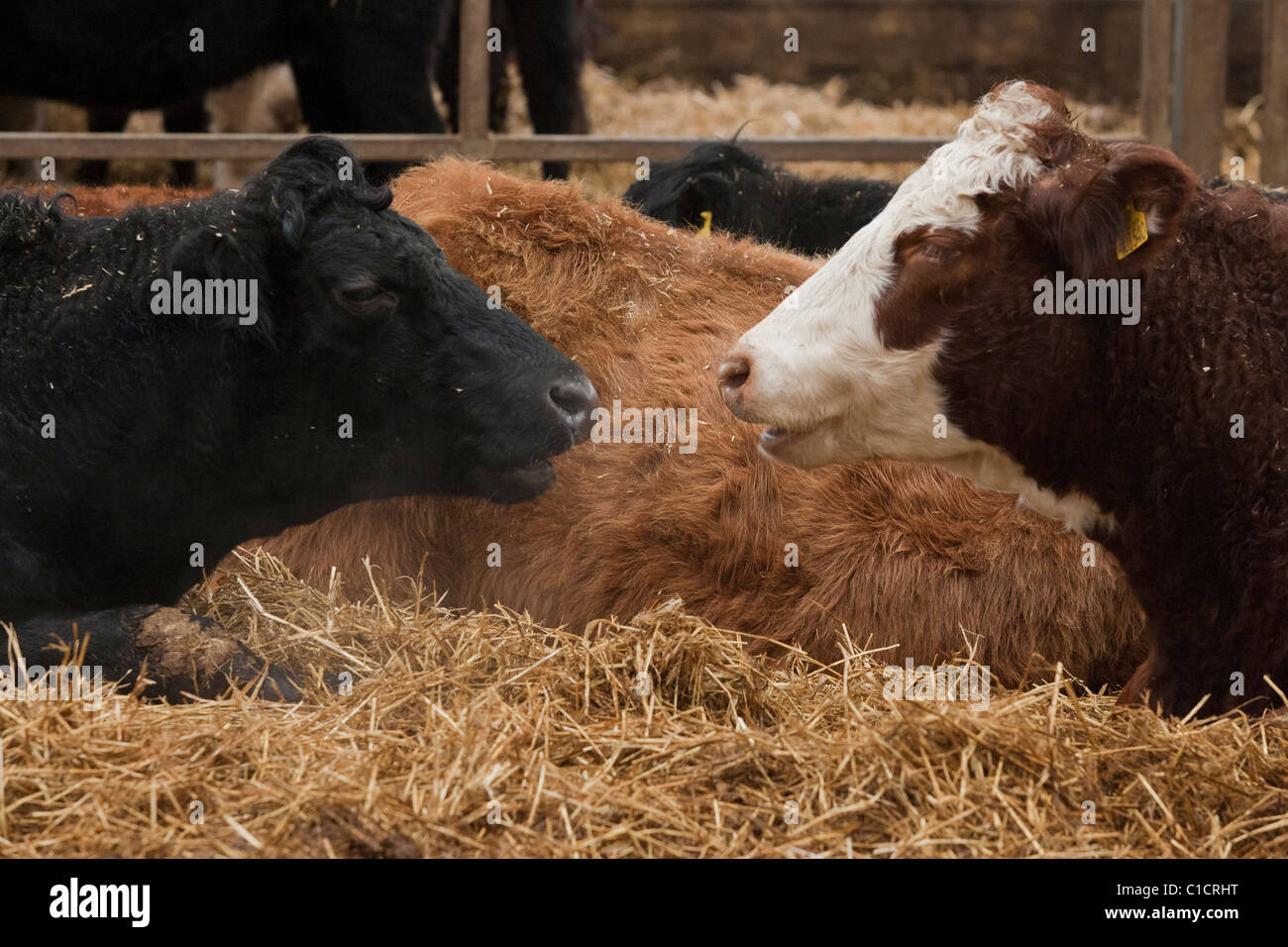 March 15 2011 -- Limousin cows in discussion. Picture: Russell Sneddon ...