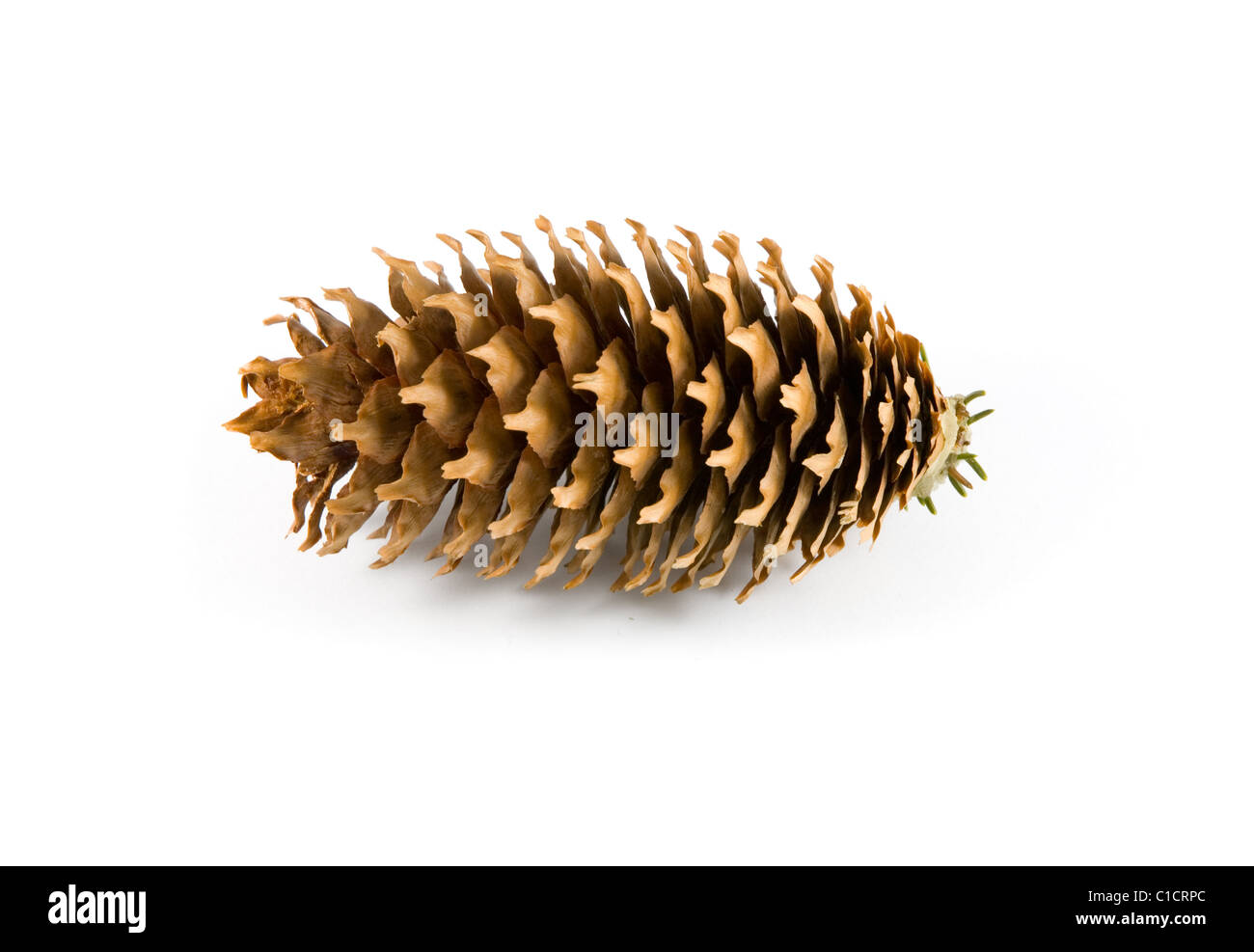 Cone isolated on the white background Stock Photo - Alamy