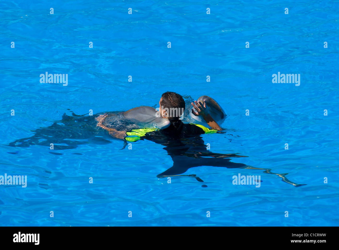 Training dolphin hi-res stock photography and images - Alamy