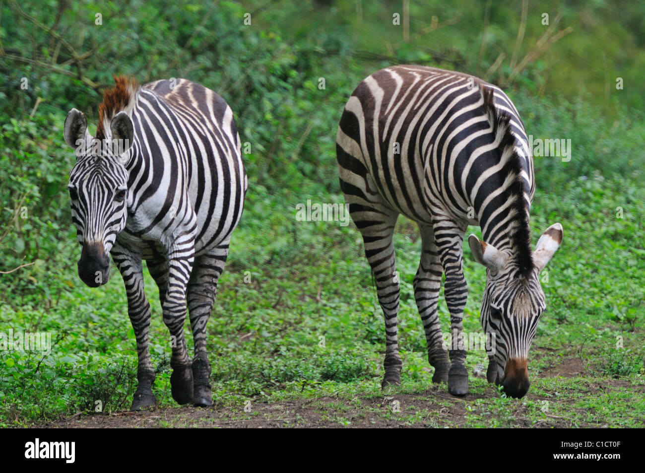 Zebra near arusha tanzania hi-res stock photography and images - Alamy