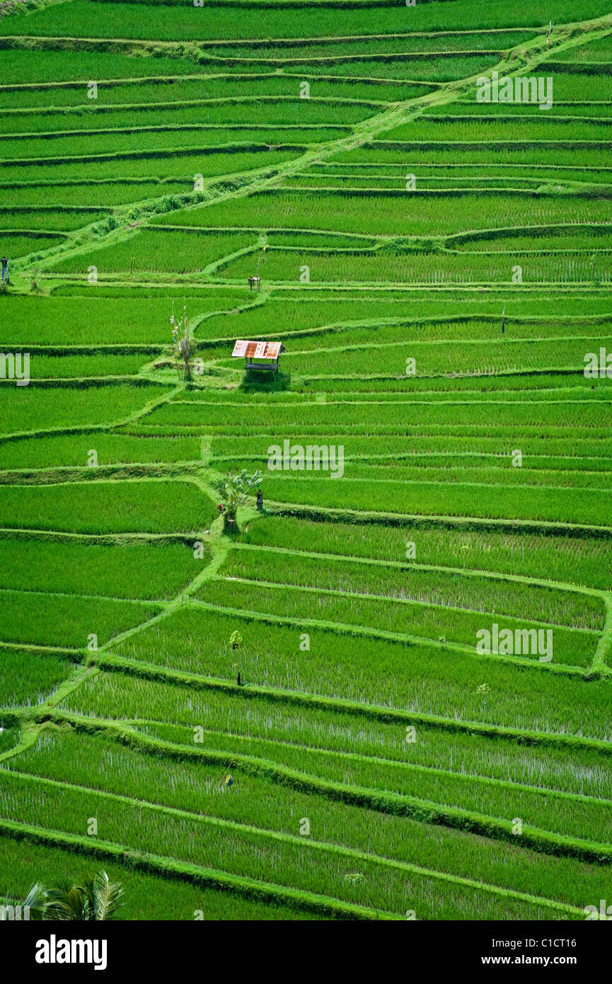 The spectacular verdant green rice terraces of Bali, Indonesia Stock ...