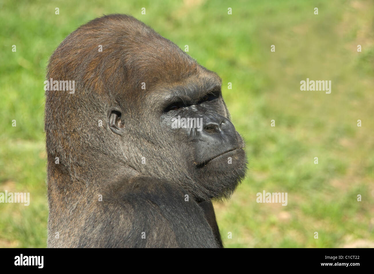 Male Western Lowland Gorilla (Gorilla gorilla gorilla) Captive Stock ...