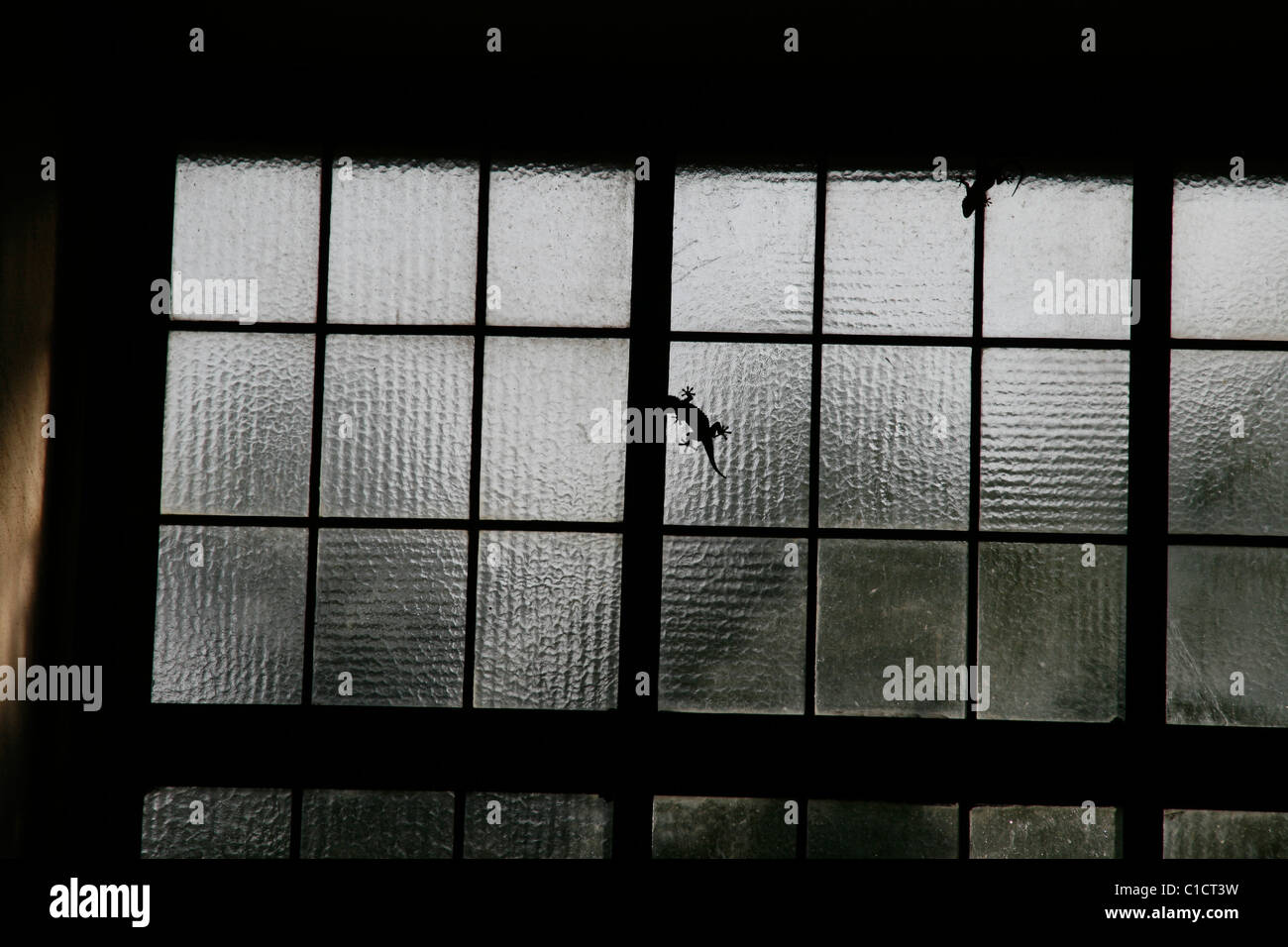 lizard on window Stock Photo - Alamy