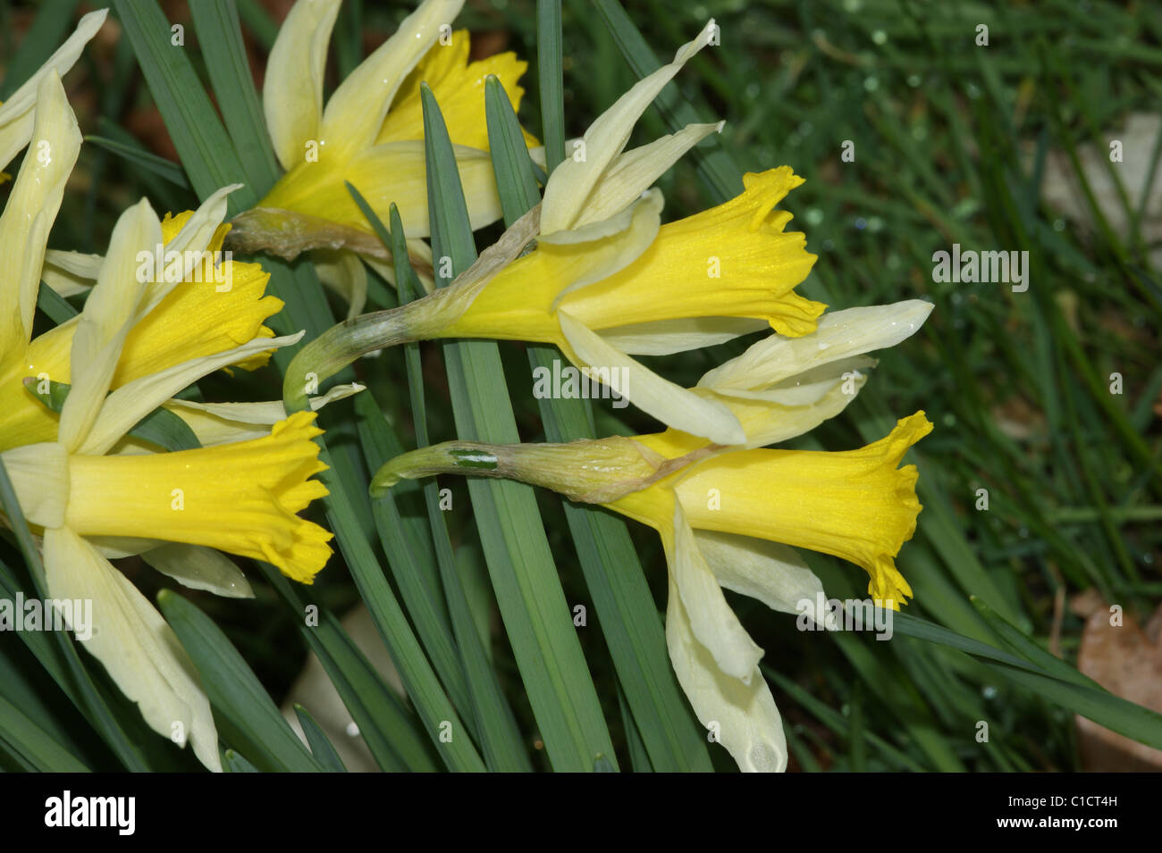 Wild Daffodil Narcissus pseudonarcissus Stock Photo - Alamy