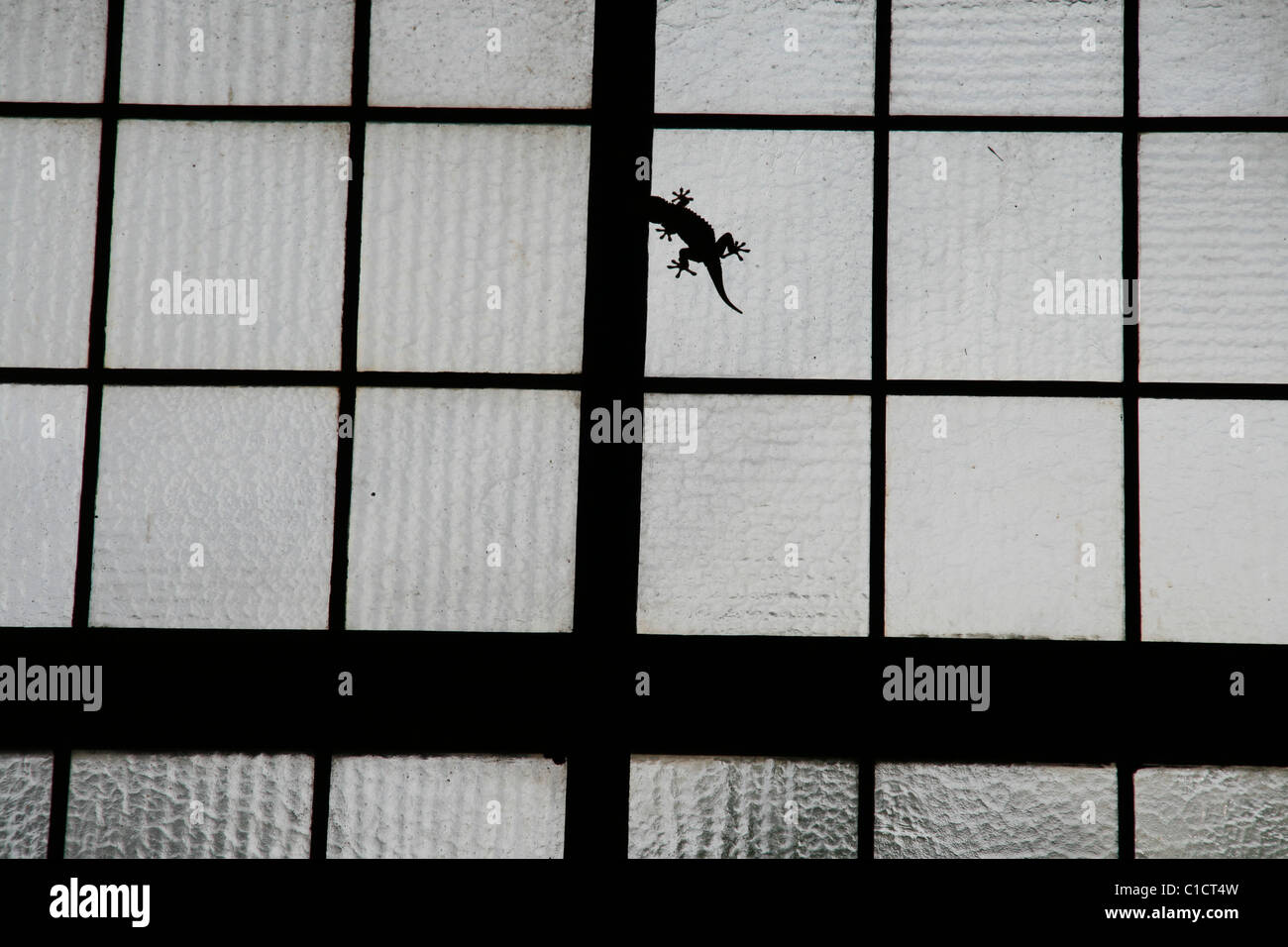 lizard on window Stock Photo - Alamy