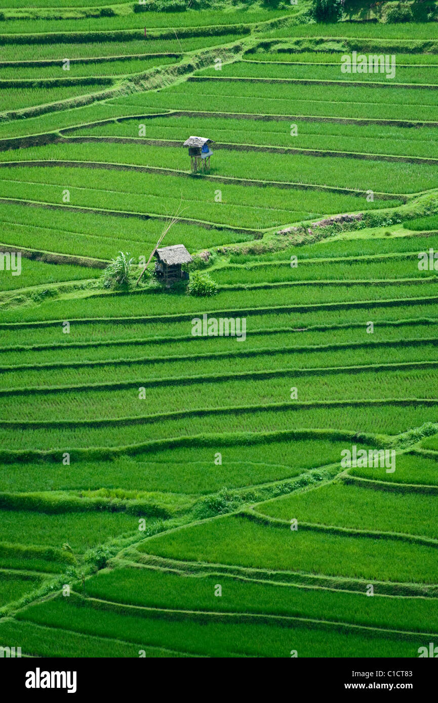 The spectacular verdant green rice terraces of Bali, Indonesia Stock ...