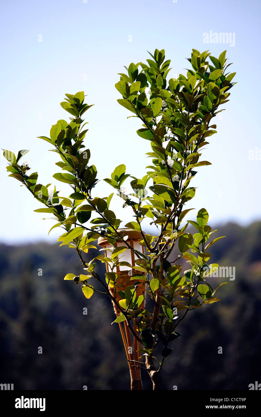 Green Bush against light Stock Photo - Alamy