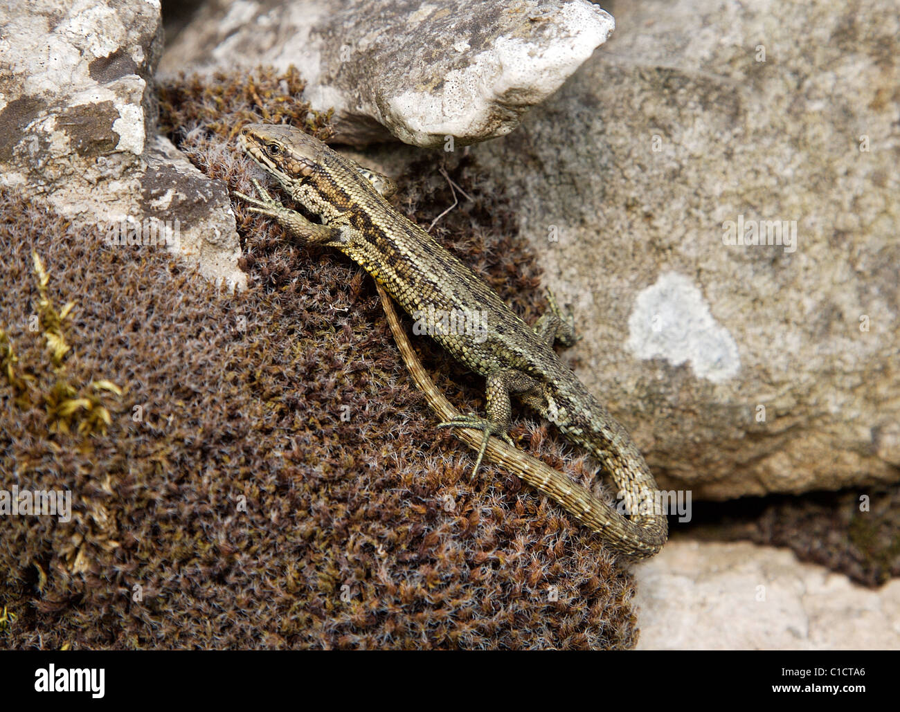 Lacertidae lizard hi-res stock photography and images - Alamy