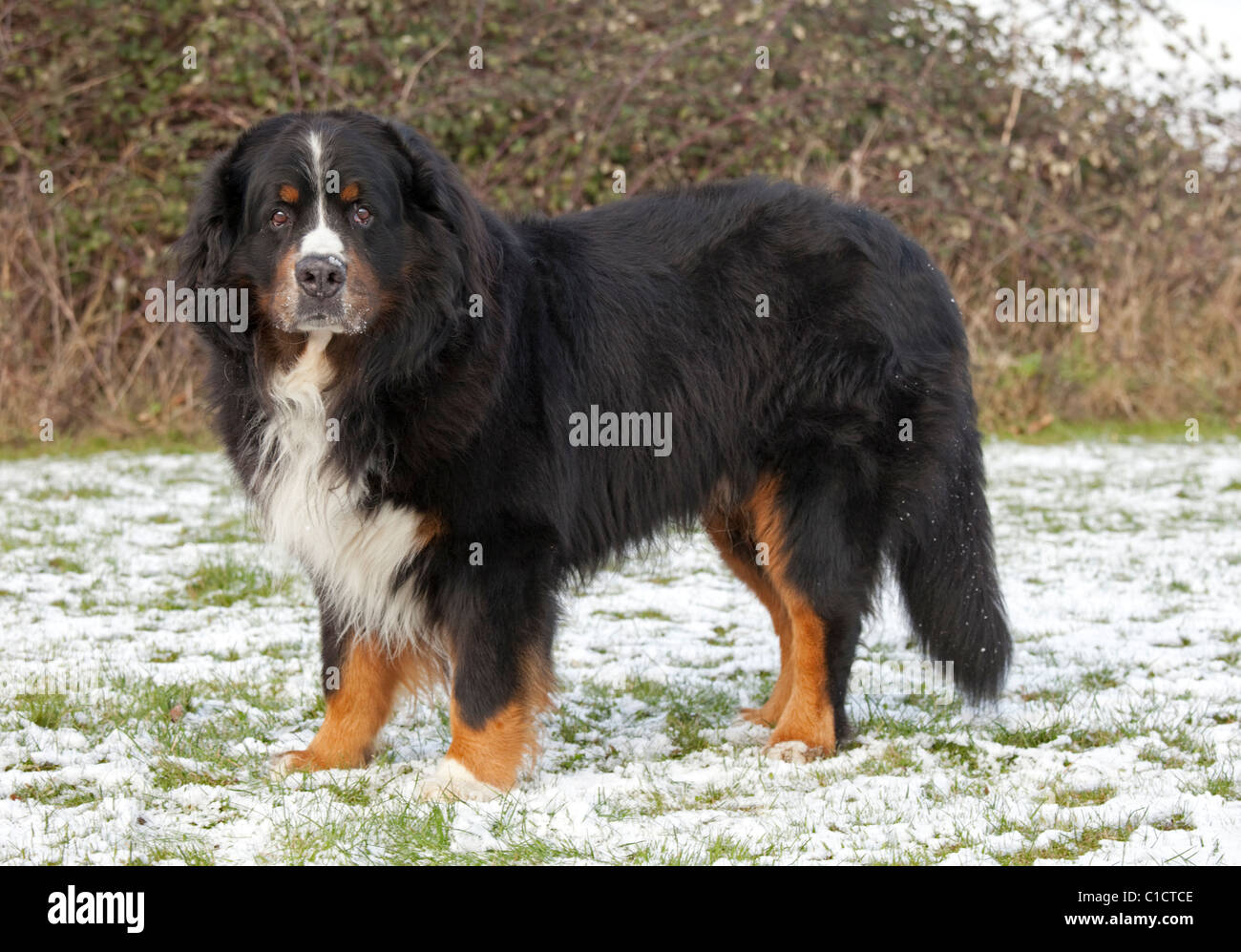 Dog mountain rescue hi-res stock photography and images - Alamy