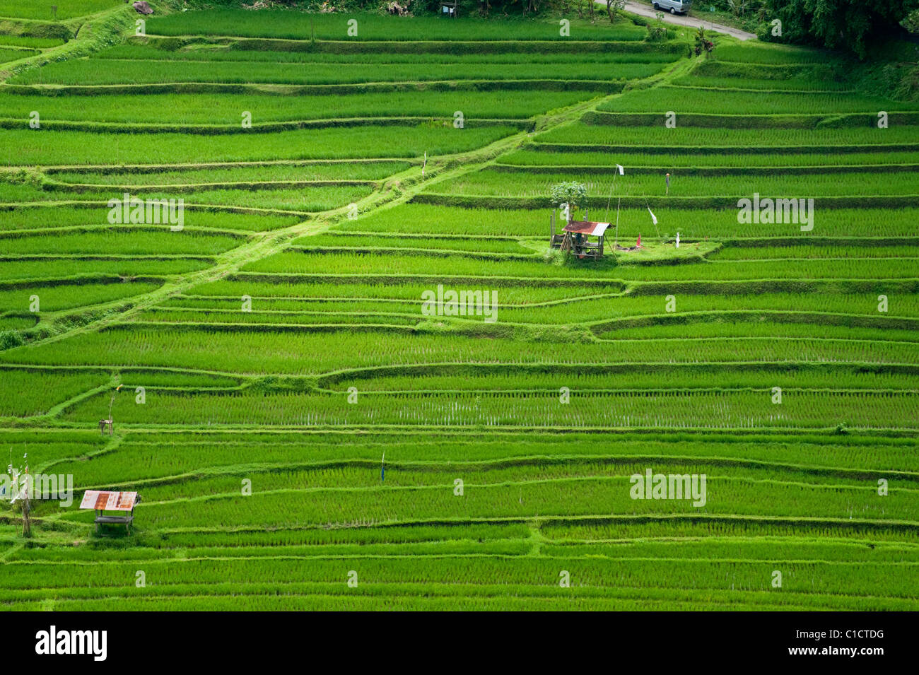 The spectacular verdant green rice terraces of Bali, Indonesia Stock ...