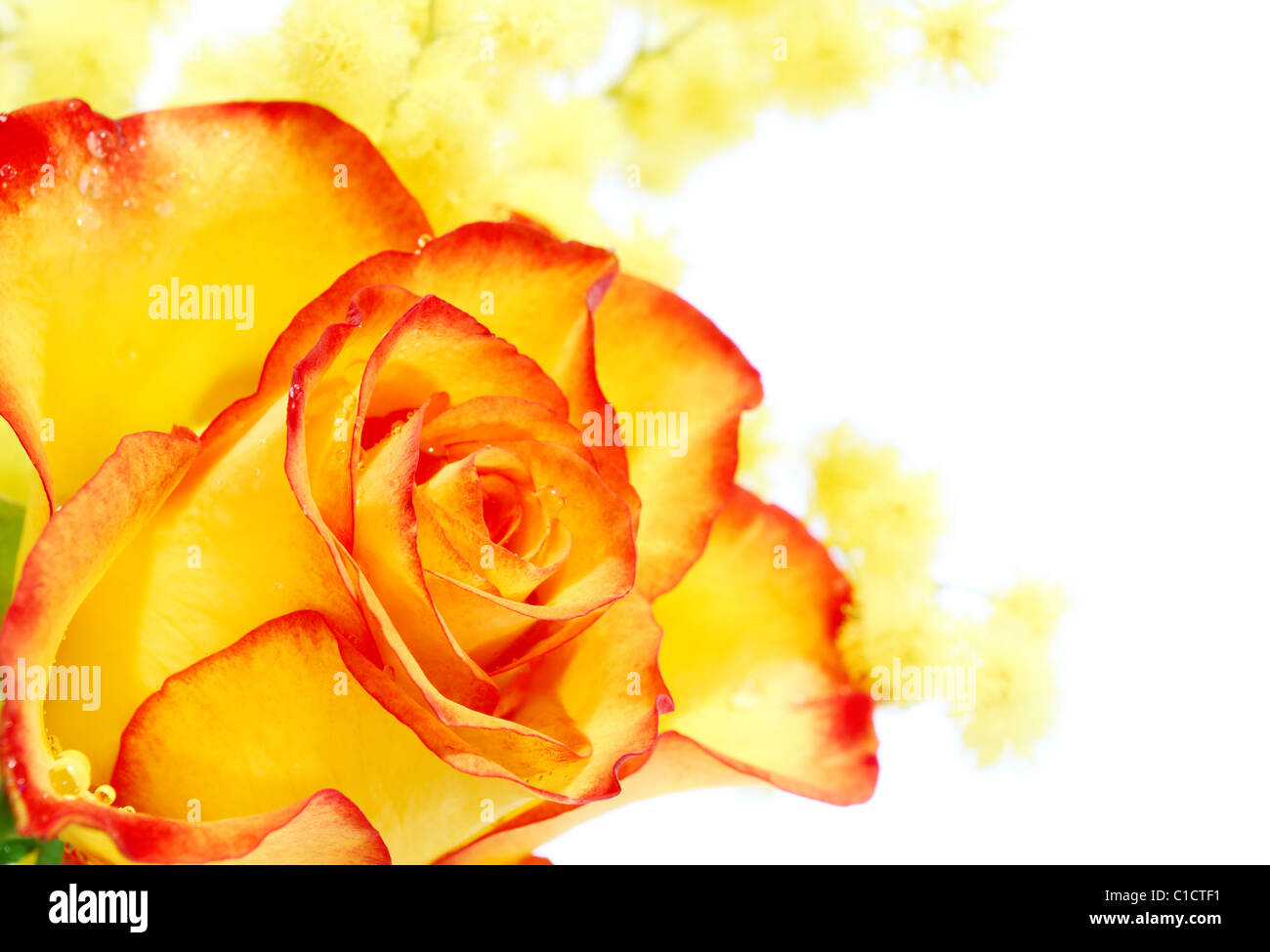 Red and yellow rose detail photographed on white background Stock Photo ...