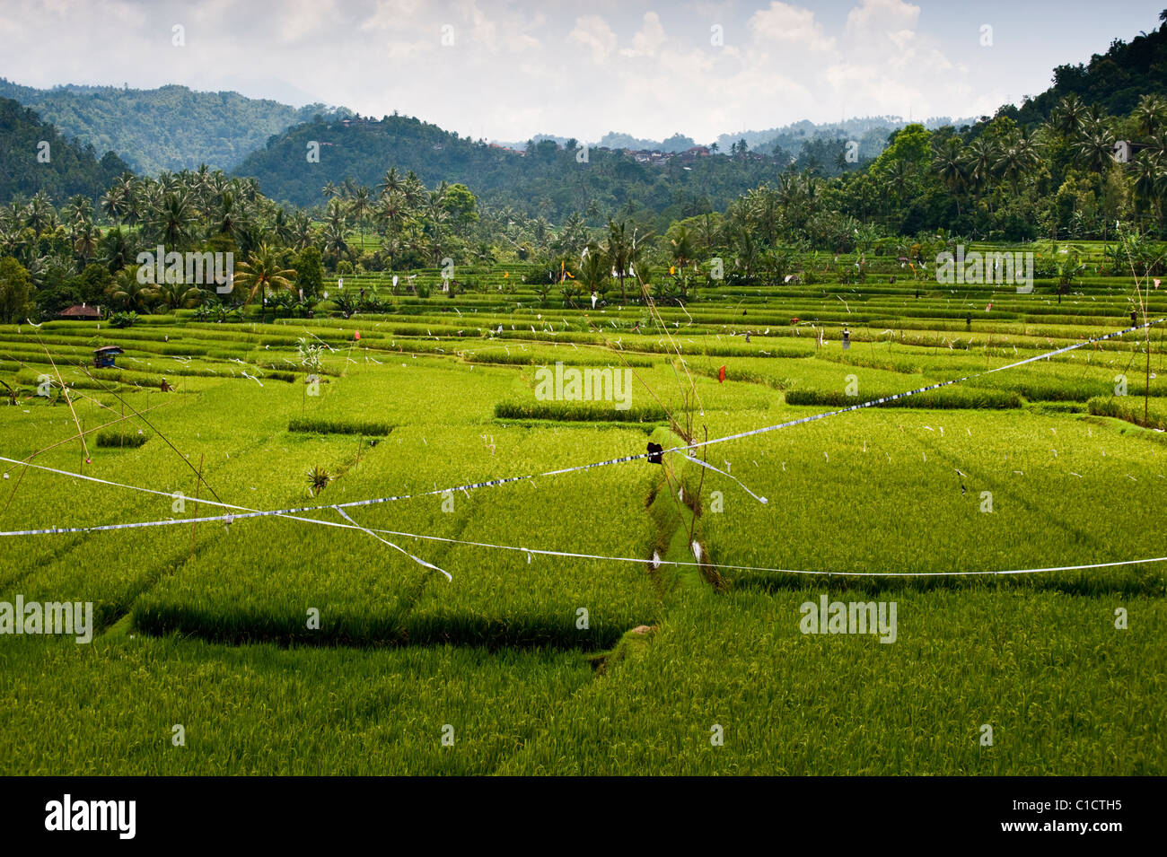 The area of Belimbing, Bali, Indonesia, has some of the most beautiful ...