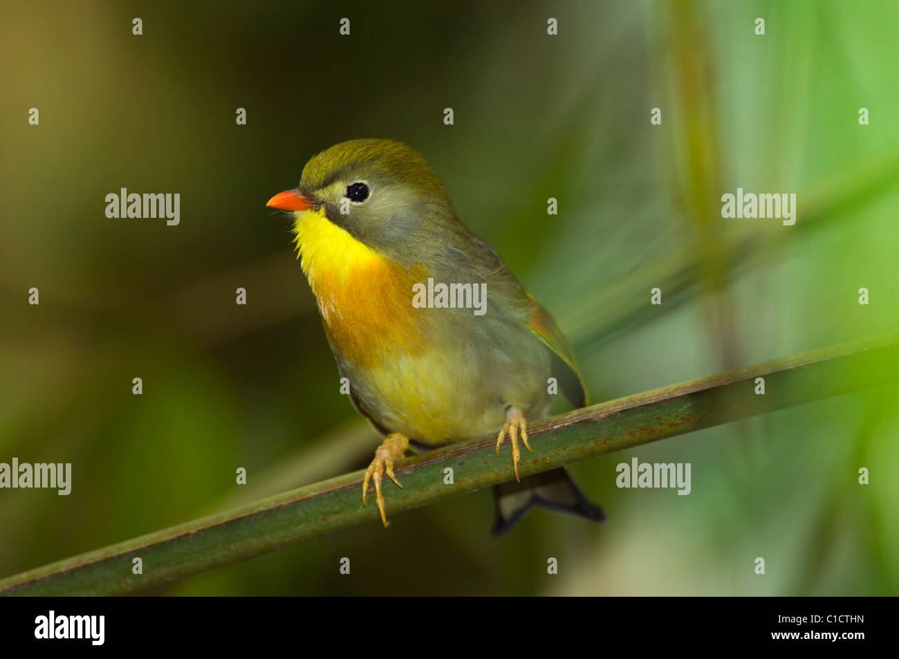 Pekin robin leiothrix lutea captive hi-res stock photography and images ...